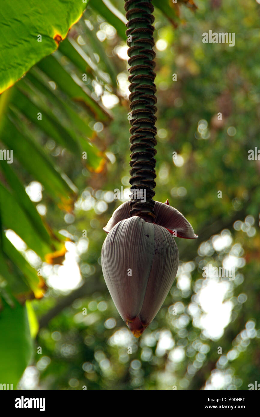 Saba Plantain Musa spp bananas .Flower and seed pod Stock Photo - Alamy