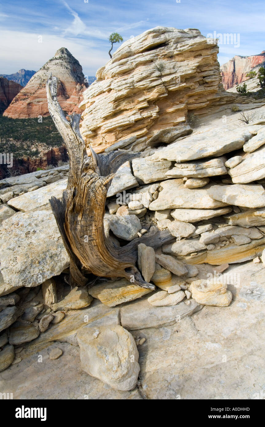 Lone pine zion national park hi-res stock photography and images - Alamy