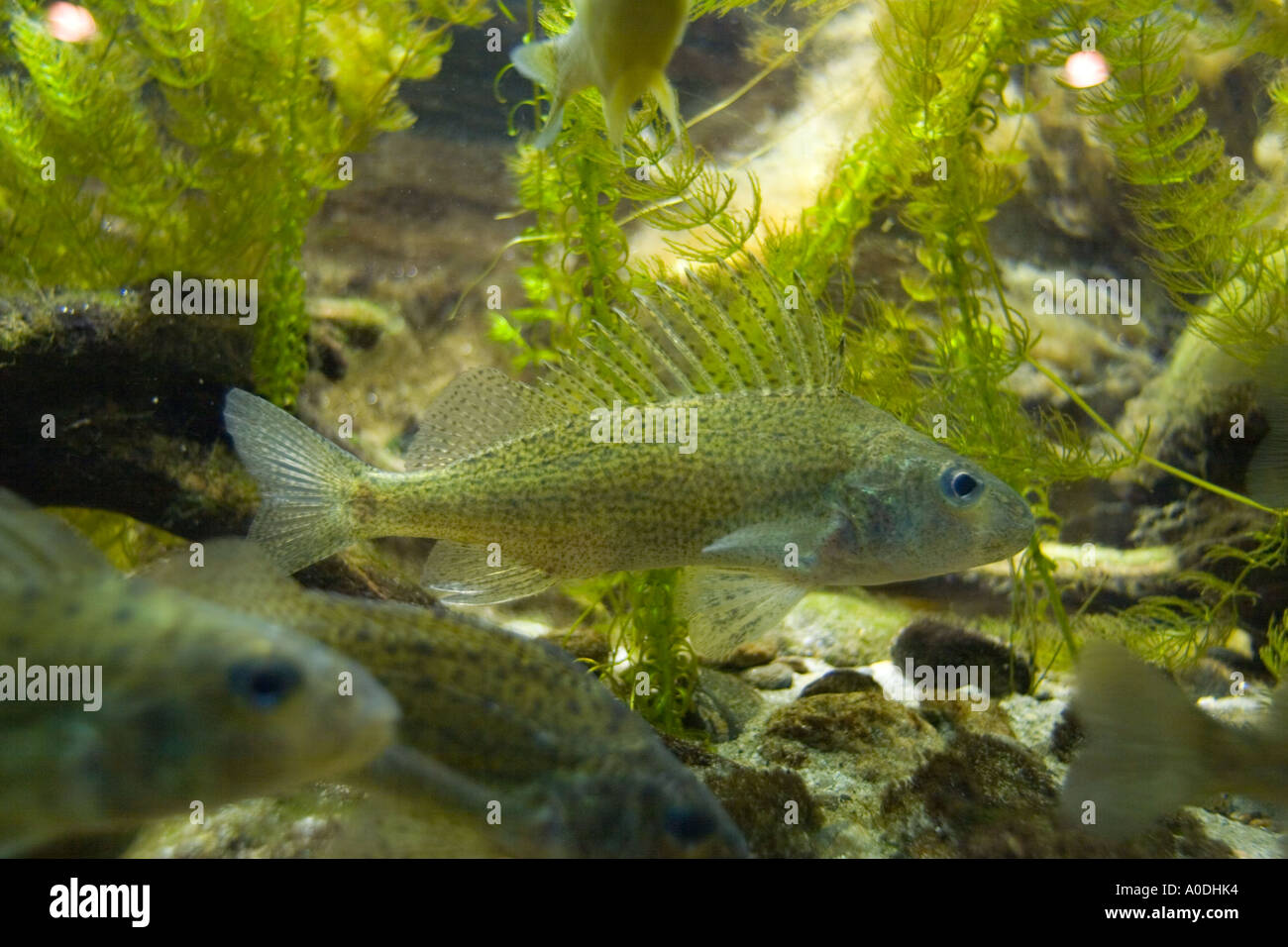 Ruffe in fresh-water aquarium Stock Photo - Alamy