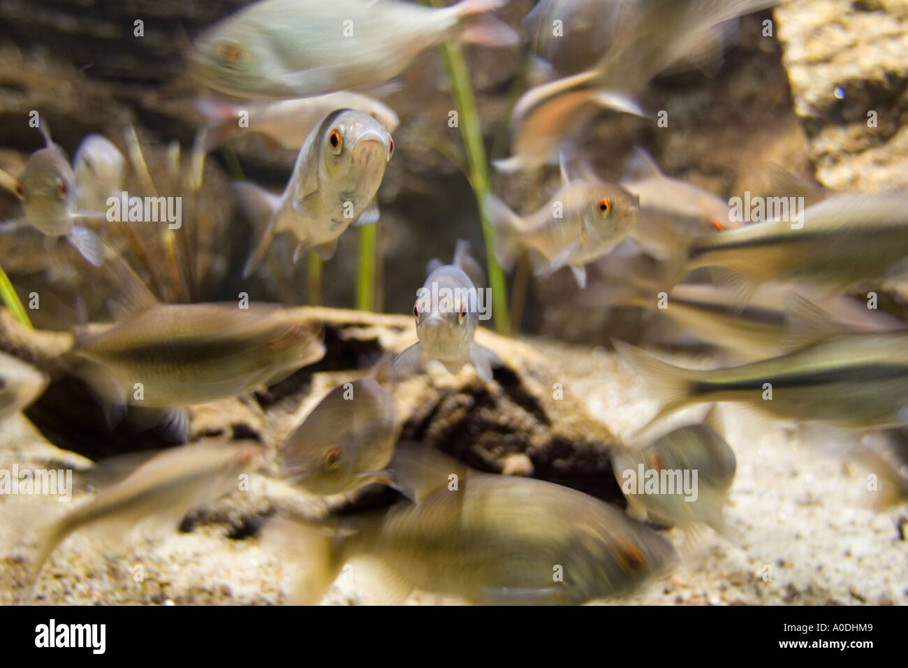 Rudd fresh water hi-res stock photography and images - Alamy