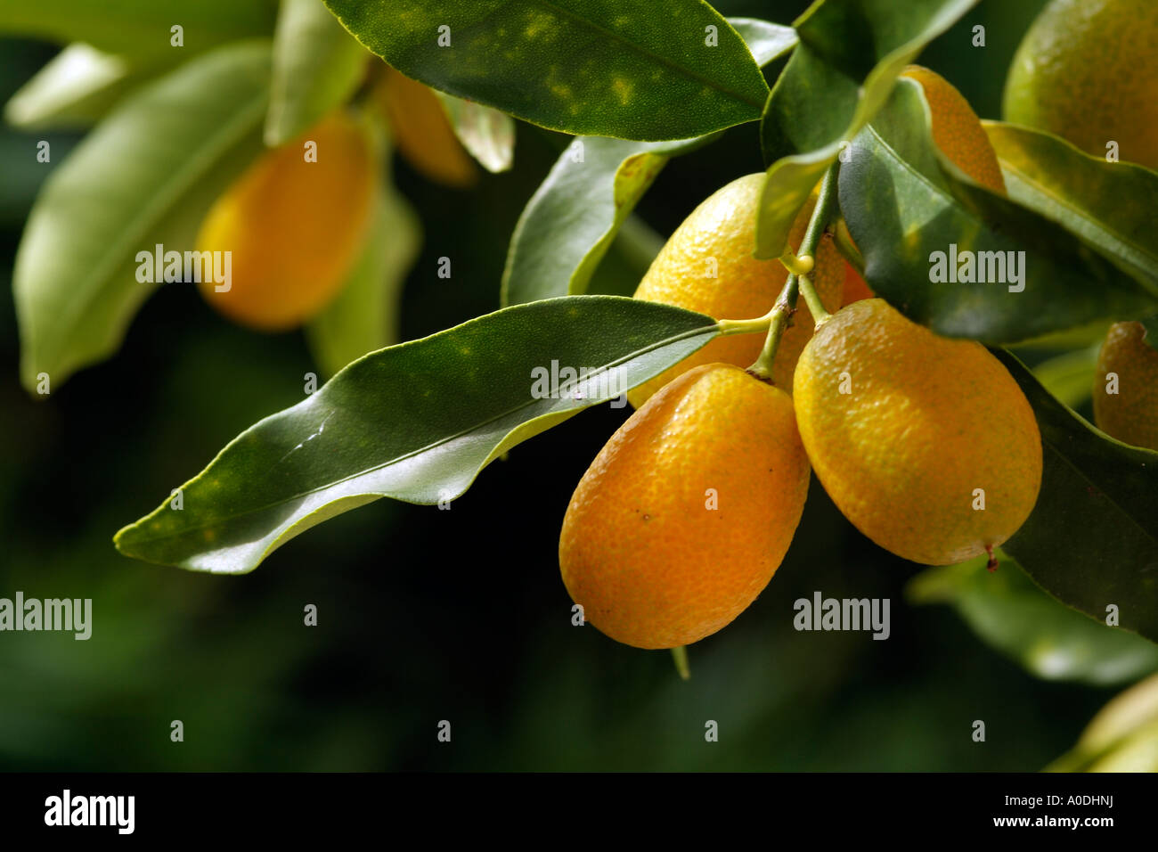 Kumquat fruit Florida USA Also known as Cumquat Edible fruit used in ...