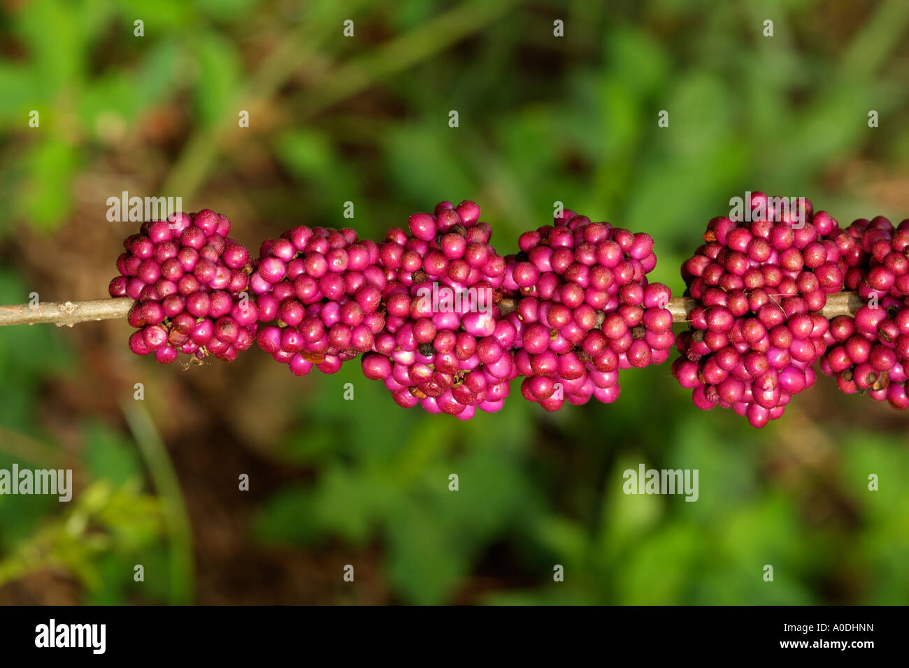 American Beautyberry. Callicarpa americana. Florida USA Stock Photo - Alamy