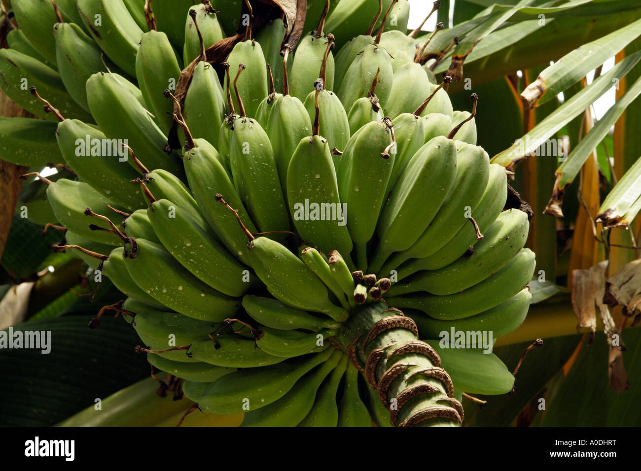 Saba Plantain Musa spp A banana like tropical fruit Stock Photo - Alamy