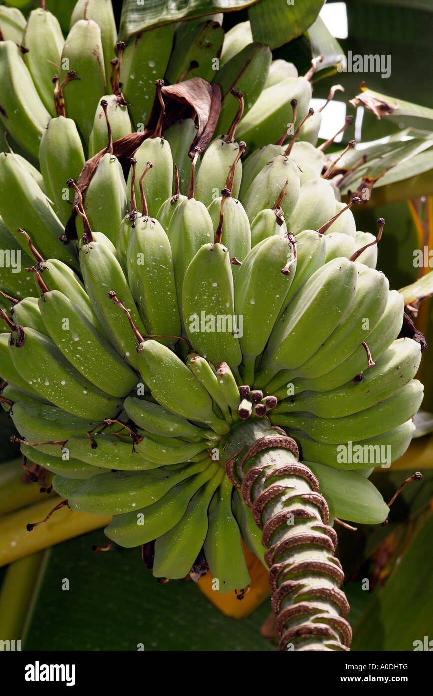 Saba Plantain Musa spp A banana like tropical fruit Stock Photo - Alamy