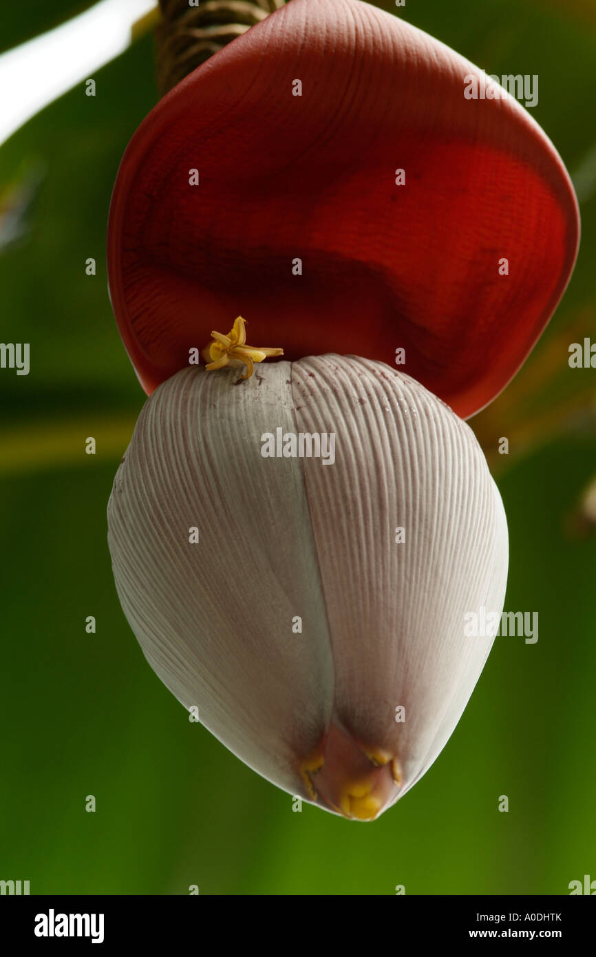 Saba plantain musa spp a banana like tropical fruit hi-res stock ...