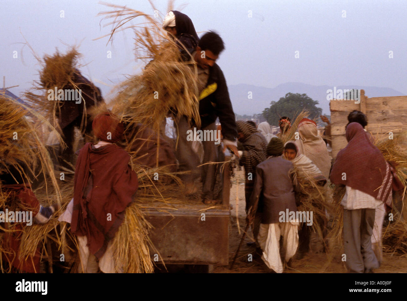 Marwari people Nomadic tribe of the Rajasthan Desert Pushkar India ...
