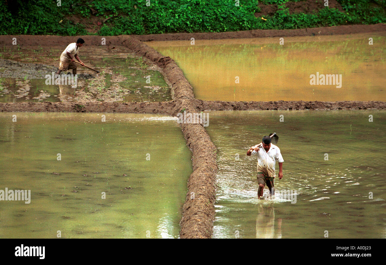 Workers in a rice paddy field in Sri Lanka Stock Photo - Alamy