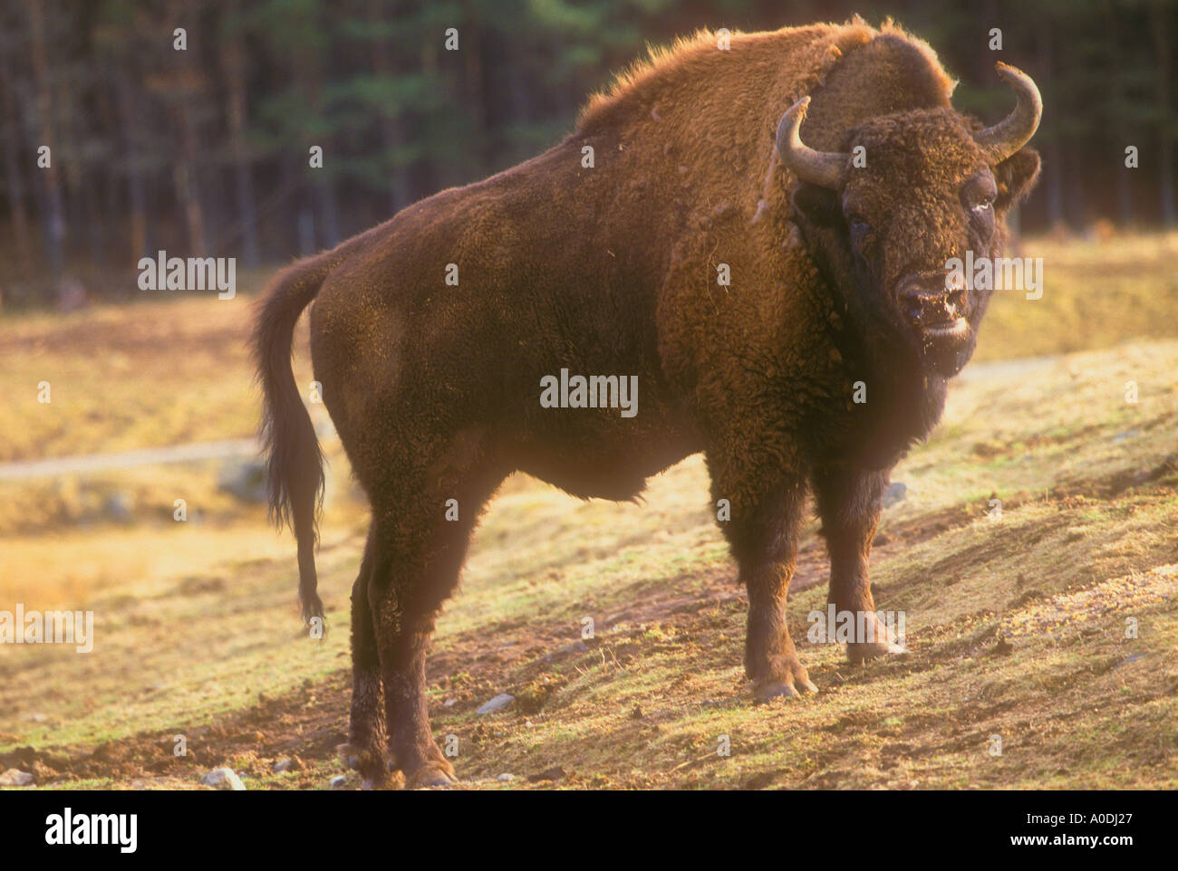 Bison on hillside hi-res stock photography and images - Alamy