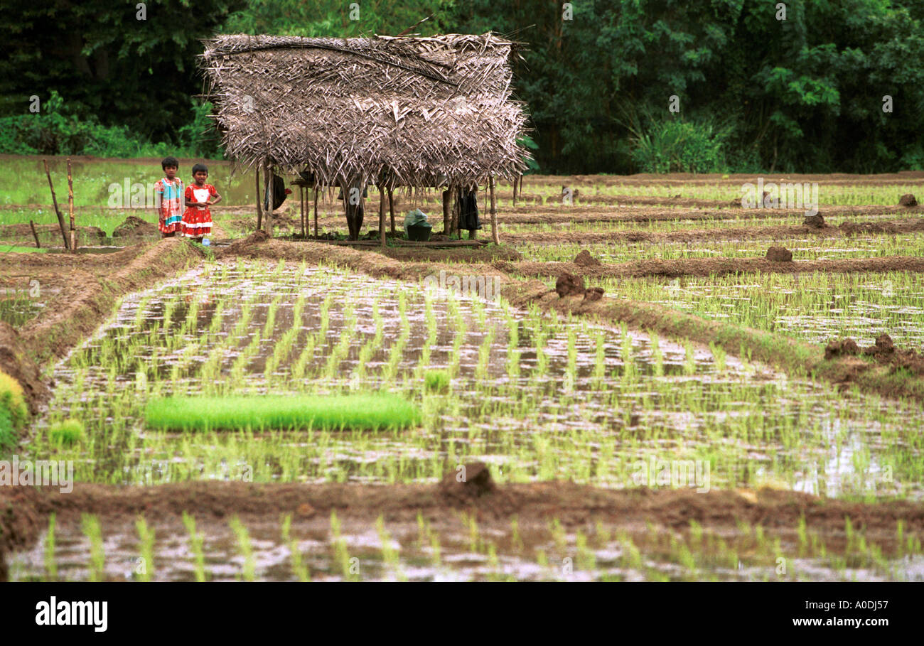 A hut in a rice paddy in sri Lanka Stock Photo - Alamy
