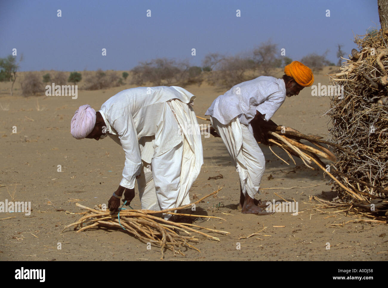 Meghwal people collecting firewood from the Rajasthan desert in ...