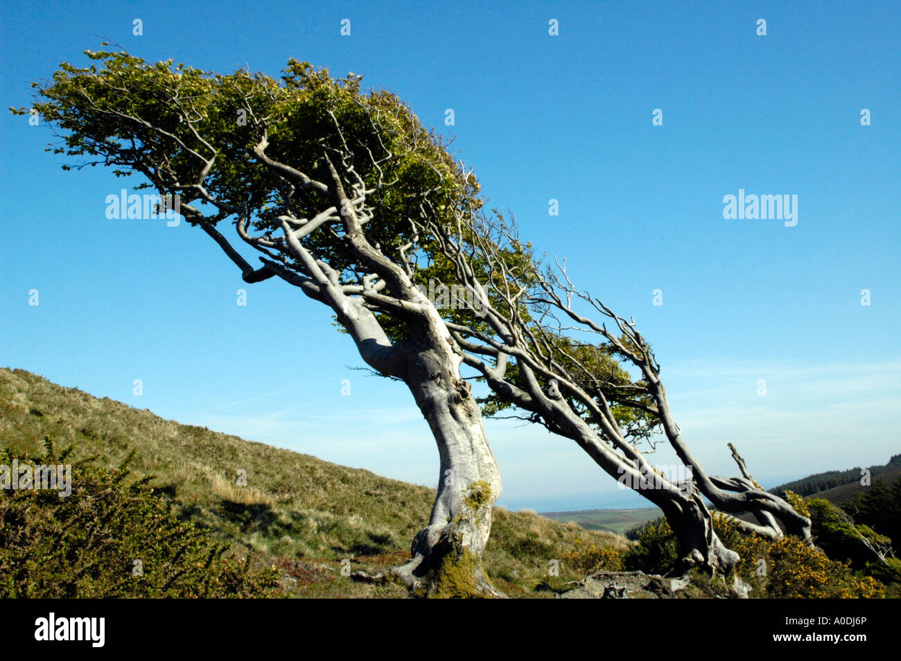 Windswept man hi-res stock photography and images - Alamy