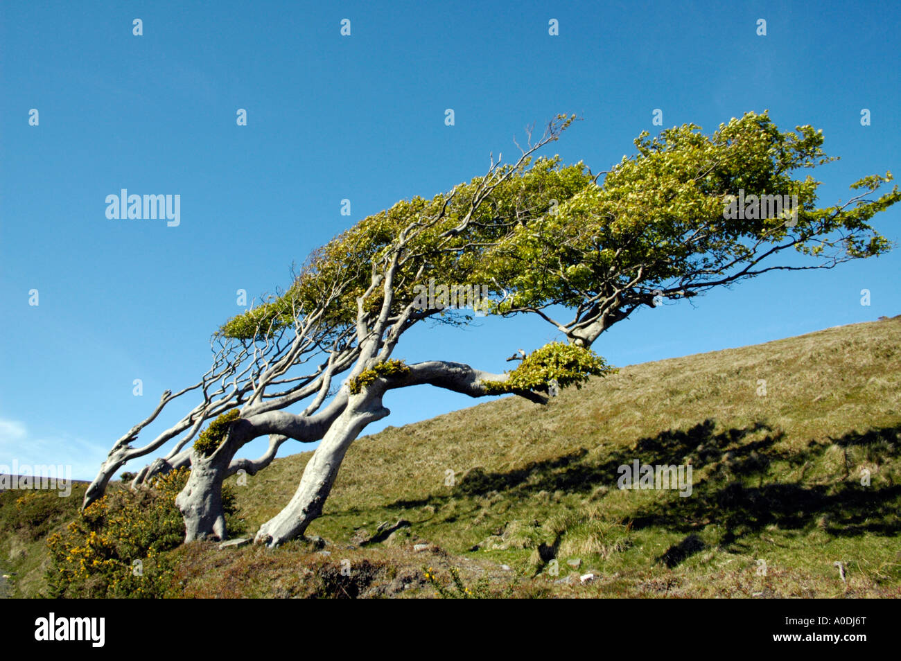 Windswept trees, Isle of Man Stock Photo - Alamy