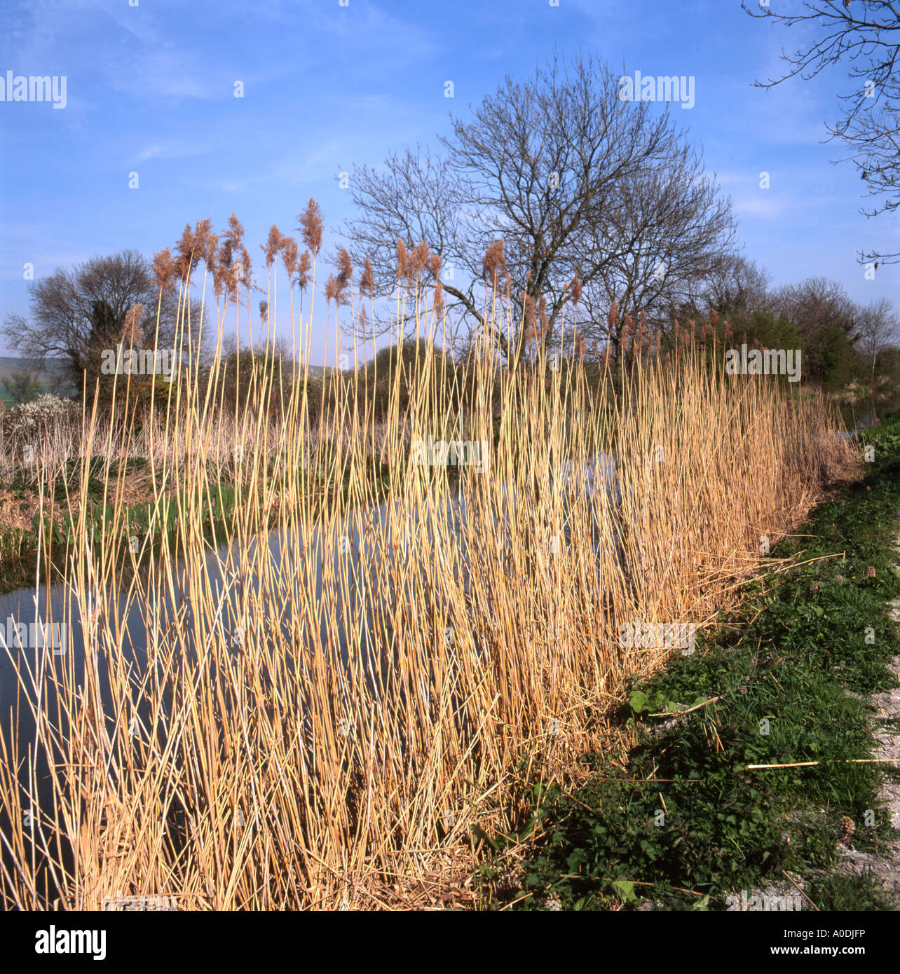 Reeds growing beside the Kennet & Avon canal, Wiltshire, England UK ...