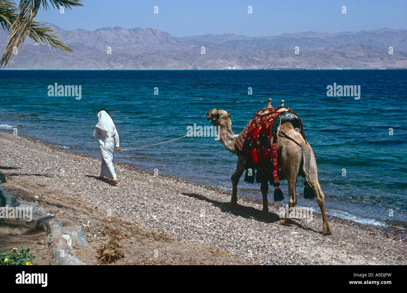 Egypt beach camel man egyptian hi-res stock photography and images - Alamy