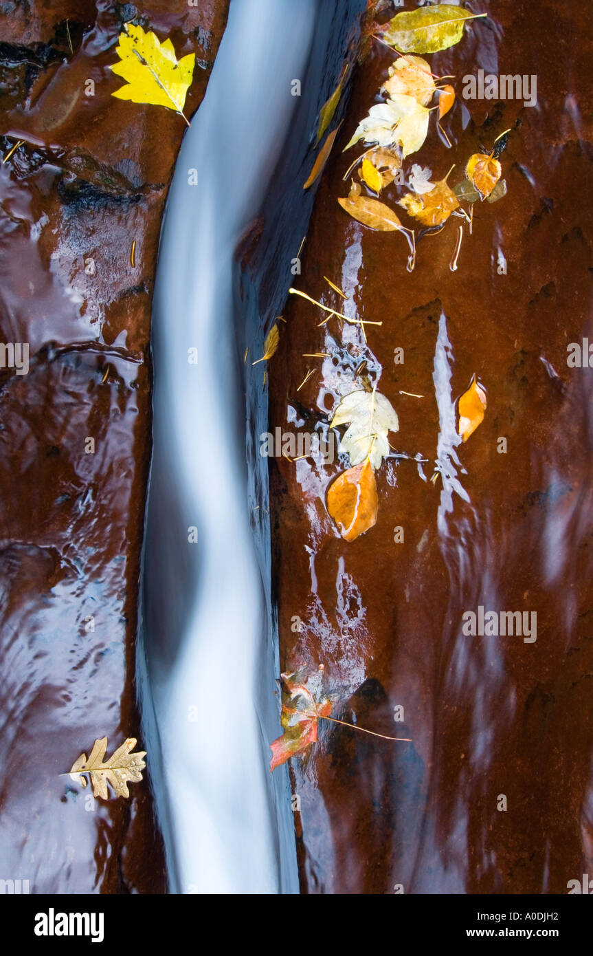Water Flowing through Sandstone Crack, Zion, N.P., Utah Stock Photo - Alamy