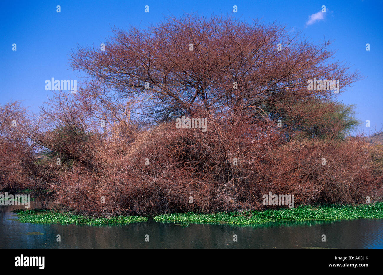 Tree with red branches at edge of Lake Kariba during unusually high ...