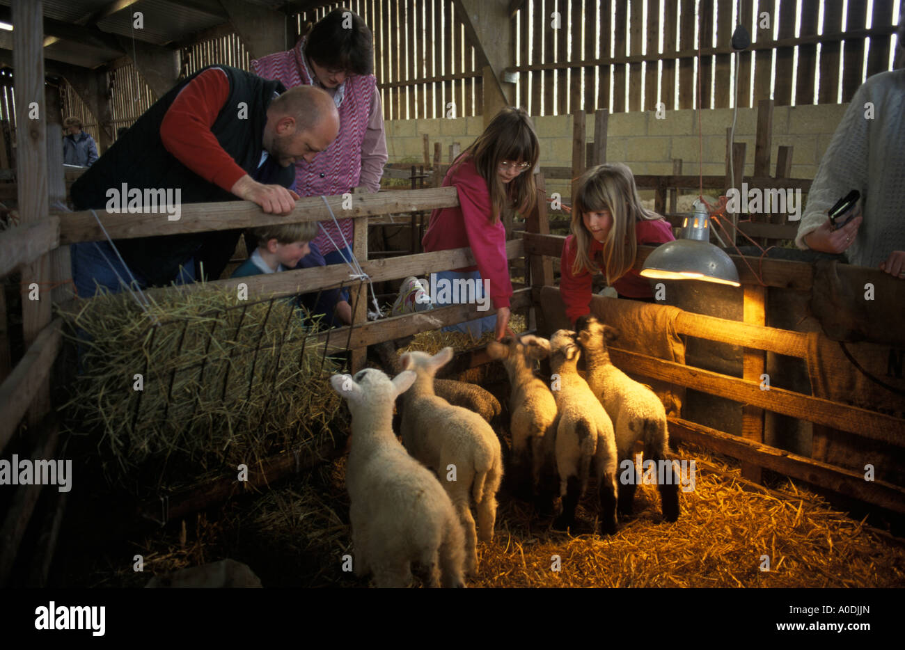 Orphaned lambs hi-res stock photography and images - Alamy