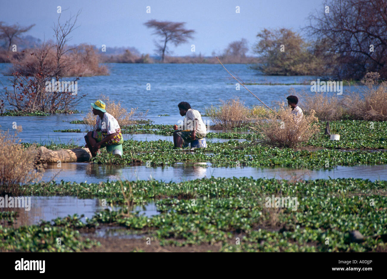 Man fishing for food using primitive rod and line while two companions ...