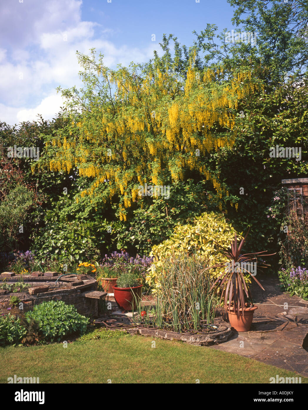 Corner of English garden with potted plants and Laburnum tree and ...