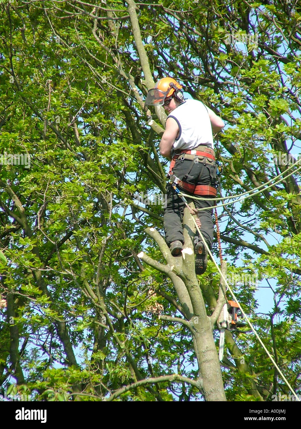 Tree surgeon at work, reducing/removing very tall trees Stock Photo - Alamy