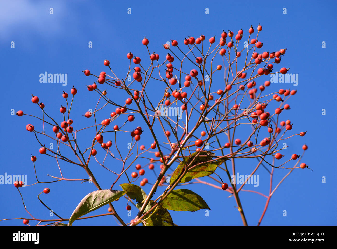 Decorative hips hi-res stock photography and images - Alamy