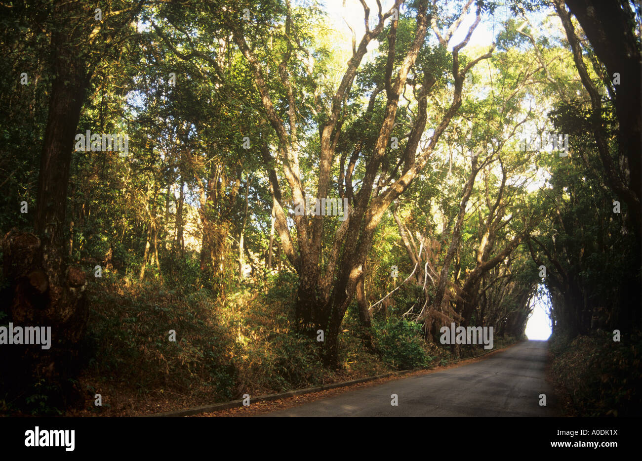 avenue of Mahogany trees, Cherry Tree Hill, St Andrew, Barbados Stock ...