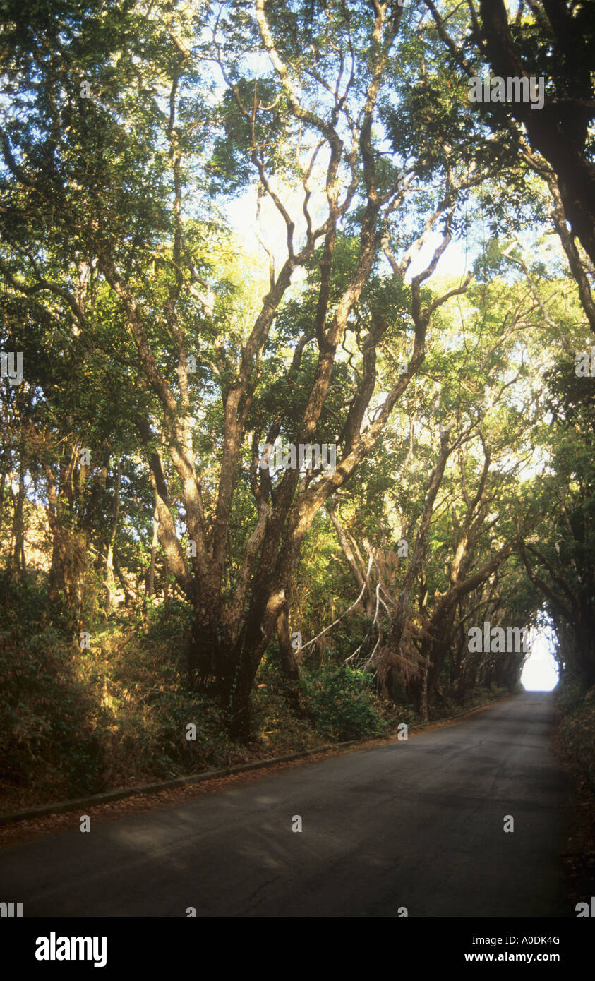 avenue of Mahogany trees, Cherry Tree Hill, St Andrew, Barbados Stock ...