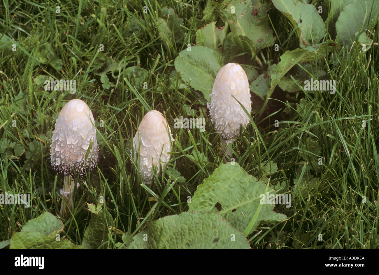 Field of white toadstools hi-res stock photography and images - Alamy