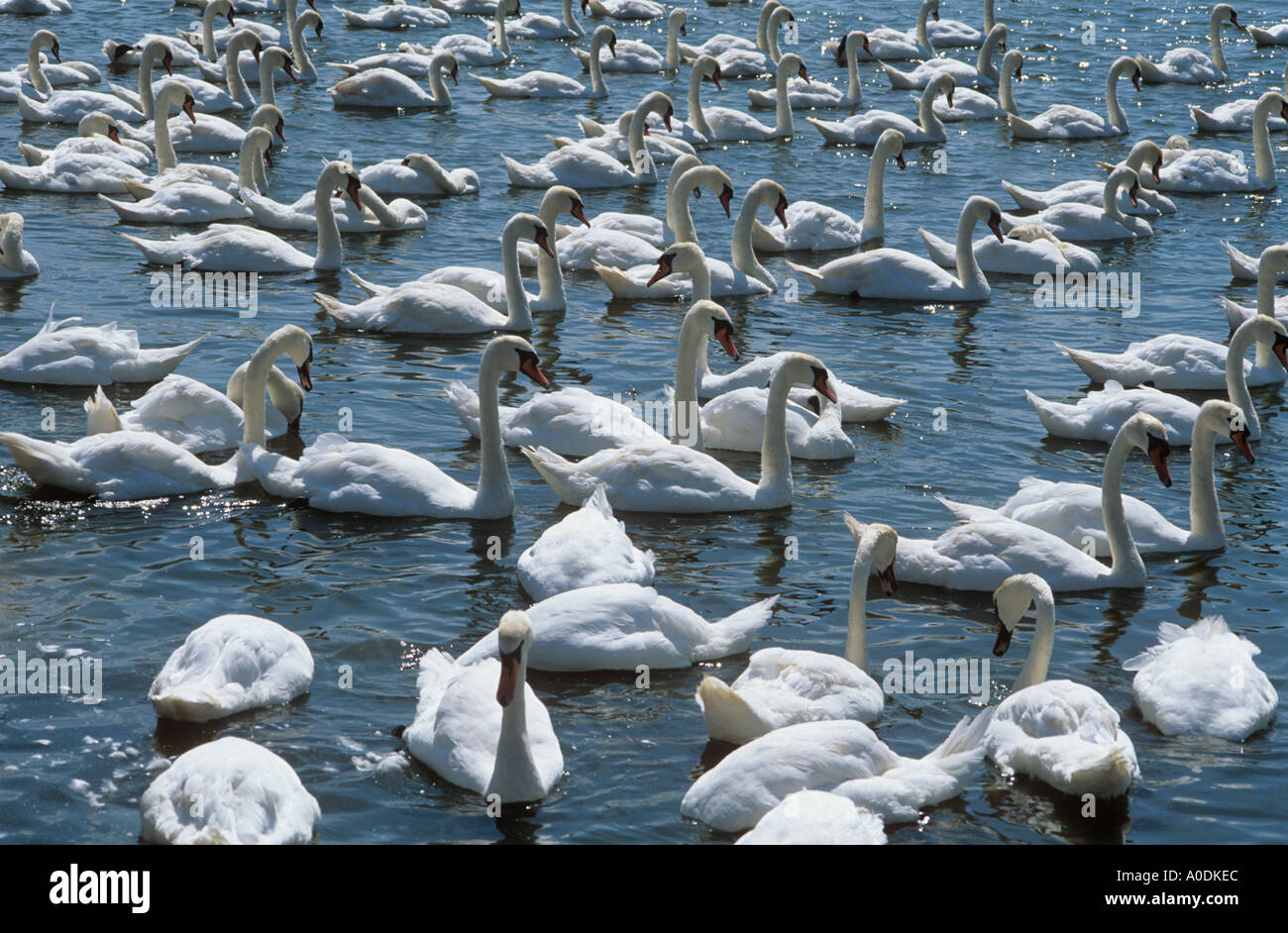 Avian flu swans hi-res stock photography and images - Alamy