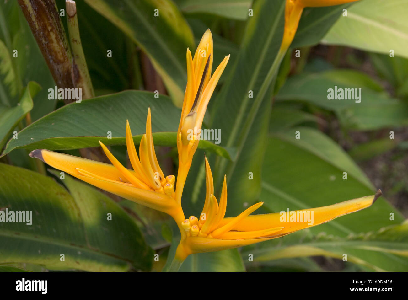 Flowers at Tanjung Bungah Penang Stock Photo - Alamy