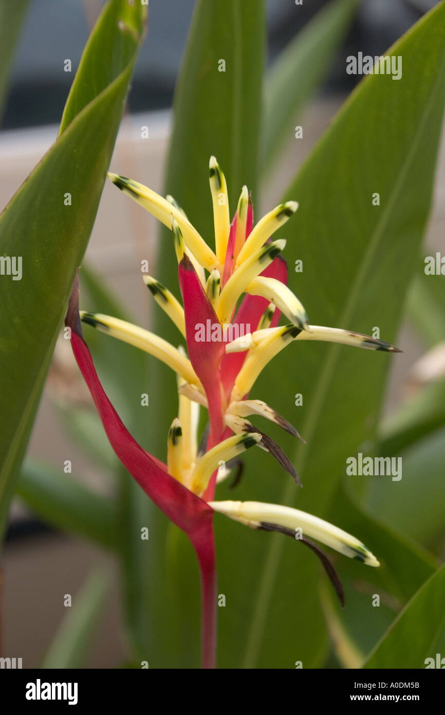 Asean flowers hi-res stock photography and images - Alamy
