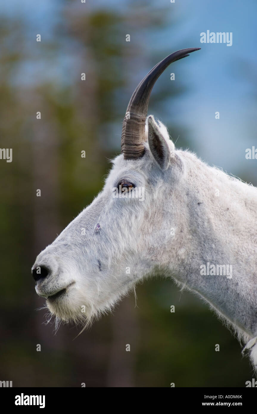 Mountain goat Logan Pass Going to the Sun Road Glacier National Park ...