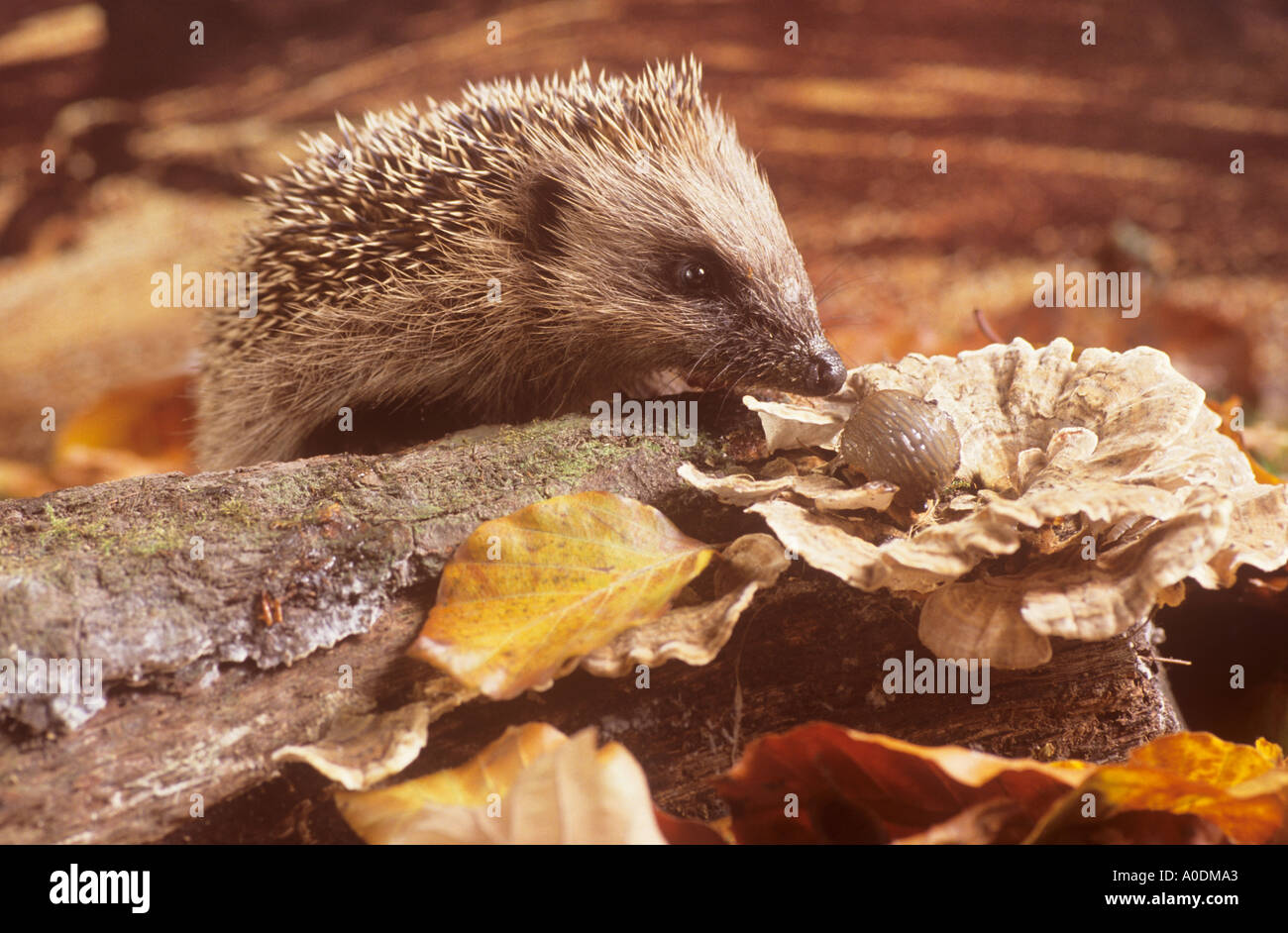 Hedgehog and slug Stock Photo - Alamy