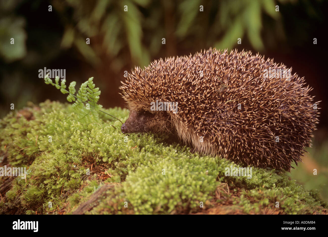 Predator of slugs hi-res stock photography and images - Alamy