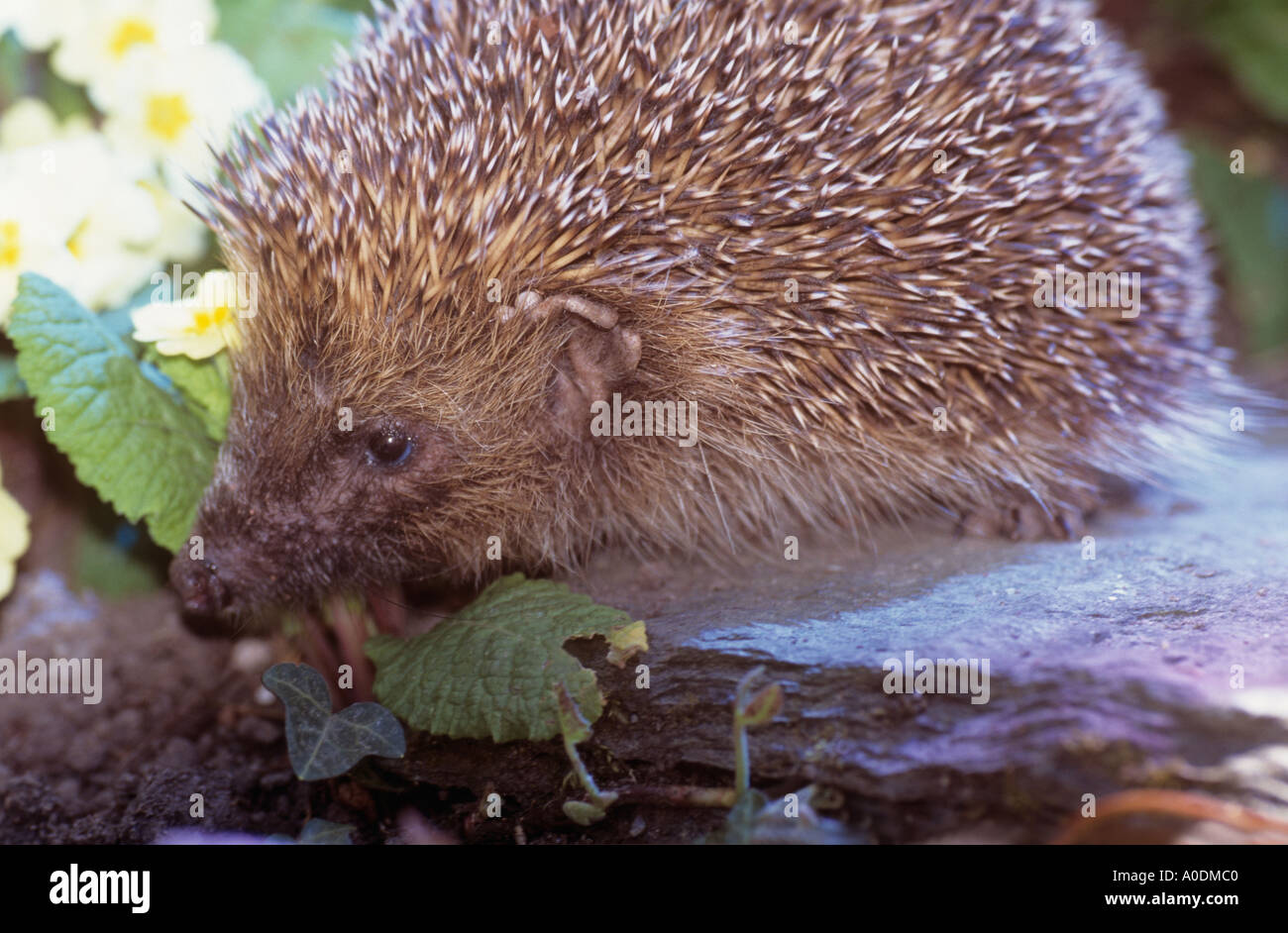Hedgehog slugs hi-res stock photography and images - Alamy