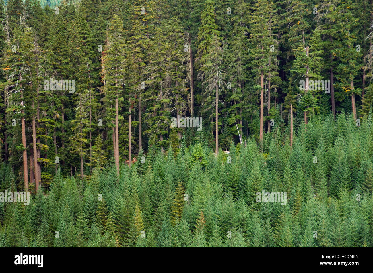 Douglas Fir trees in logged and replanted forest Willamette National ...