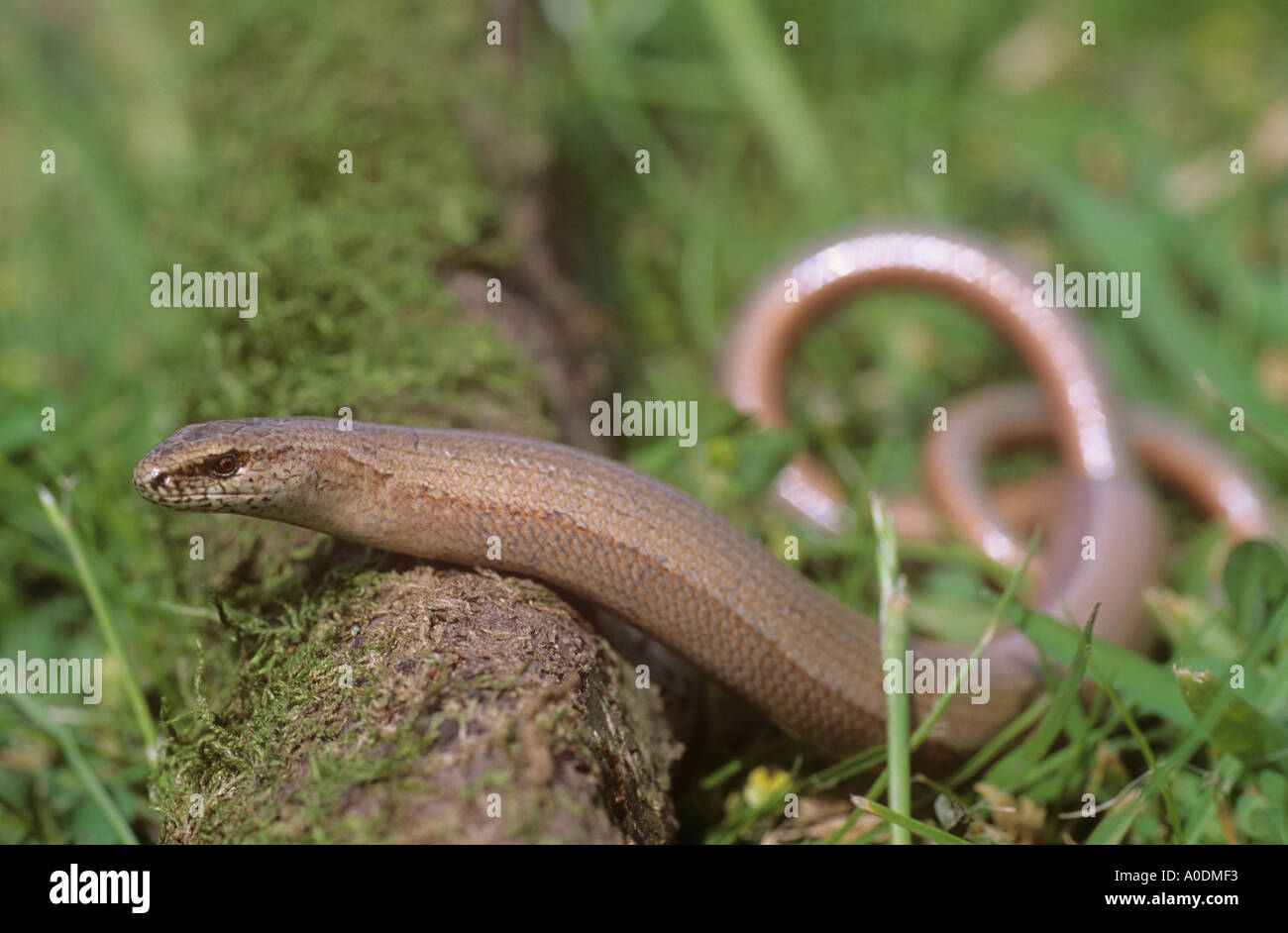 Slow worm in grass Stock Photo - Alamy
