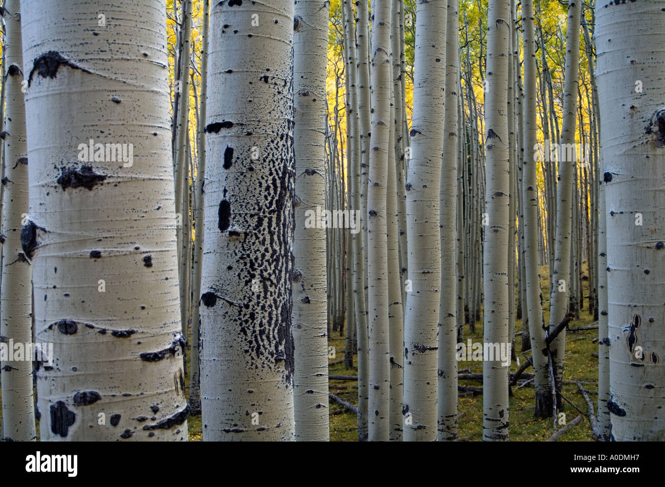 Flagstaff ponderosa pine hi-res stock photography and images - Alamy