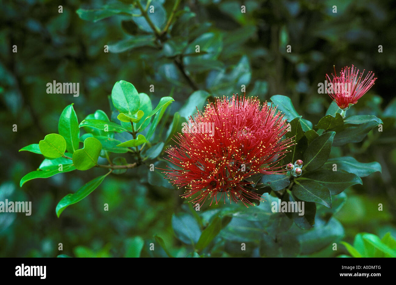 Ohia lehua blossom hi-res stock photography and images - Alamy