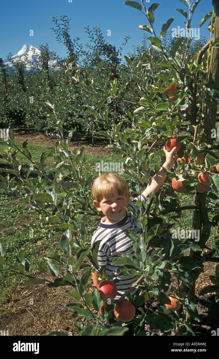 6 year old boy picking Sansa apples at Kiyokawa Family Orchards u pick ...