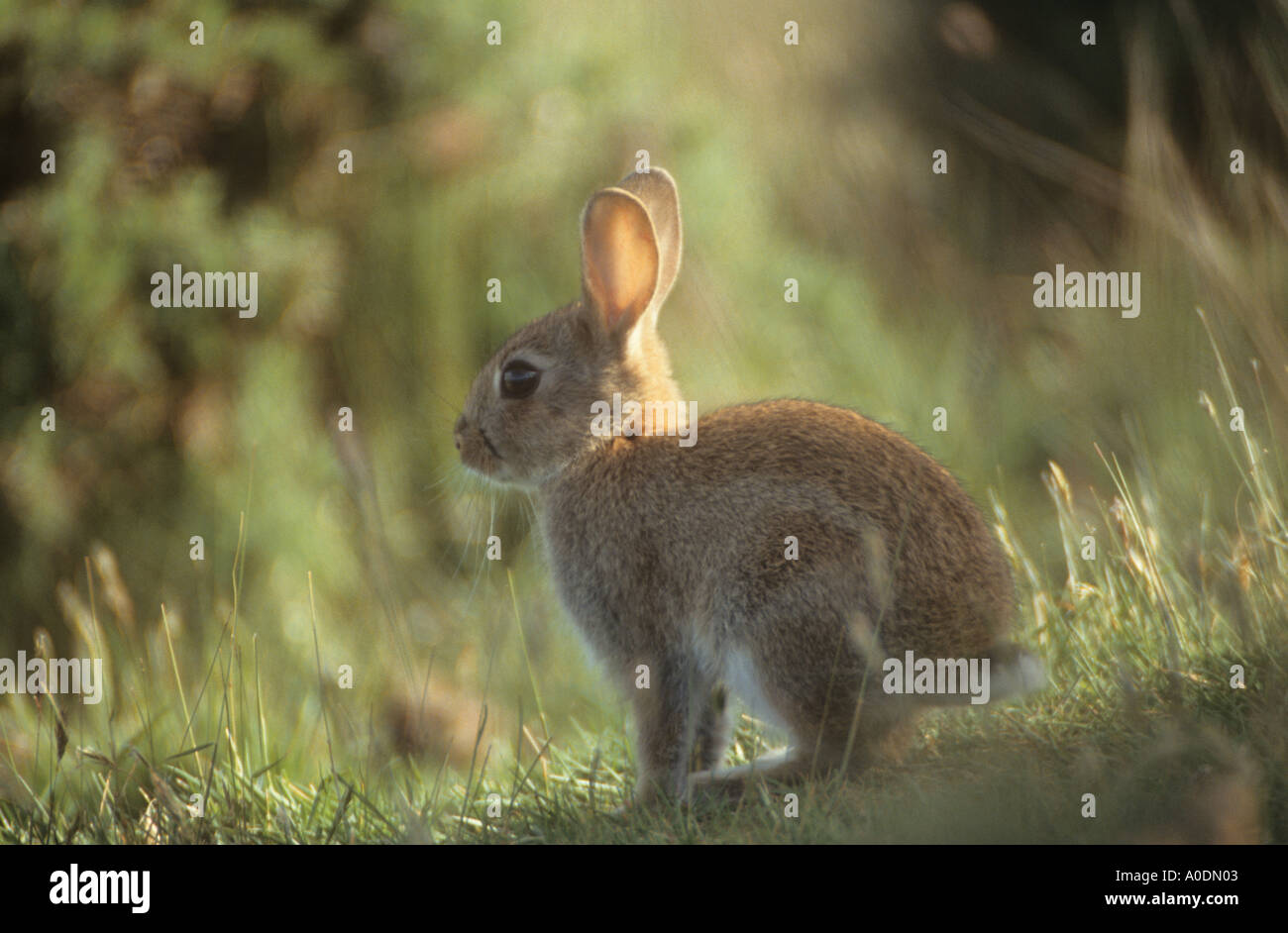 Rabbit runner hi-res stock photography and images - Alamy