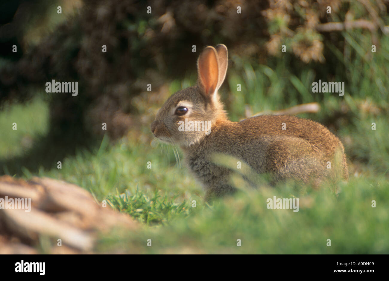 Rabbit runner hi-res stock photography and images - Alamy