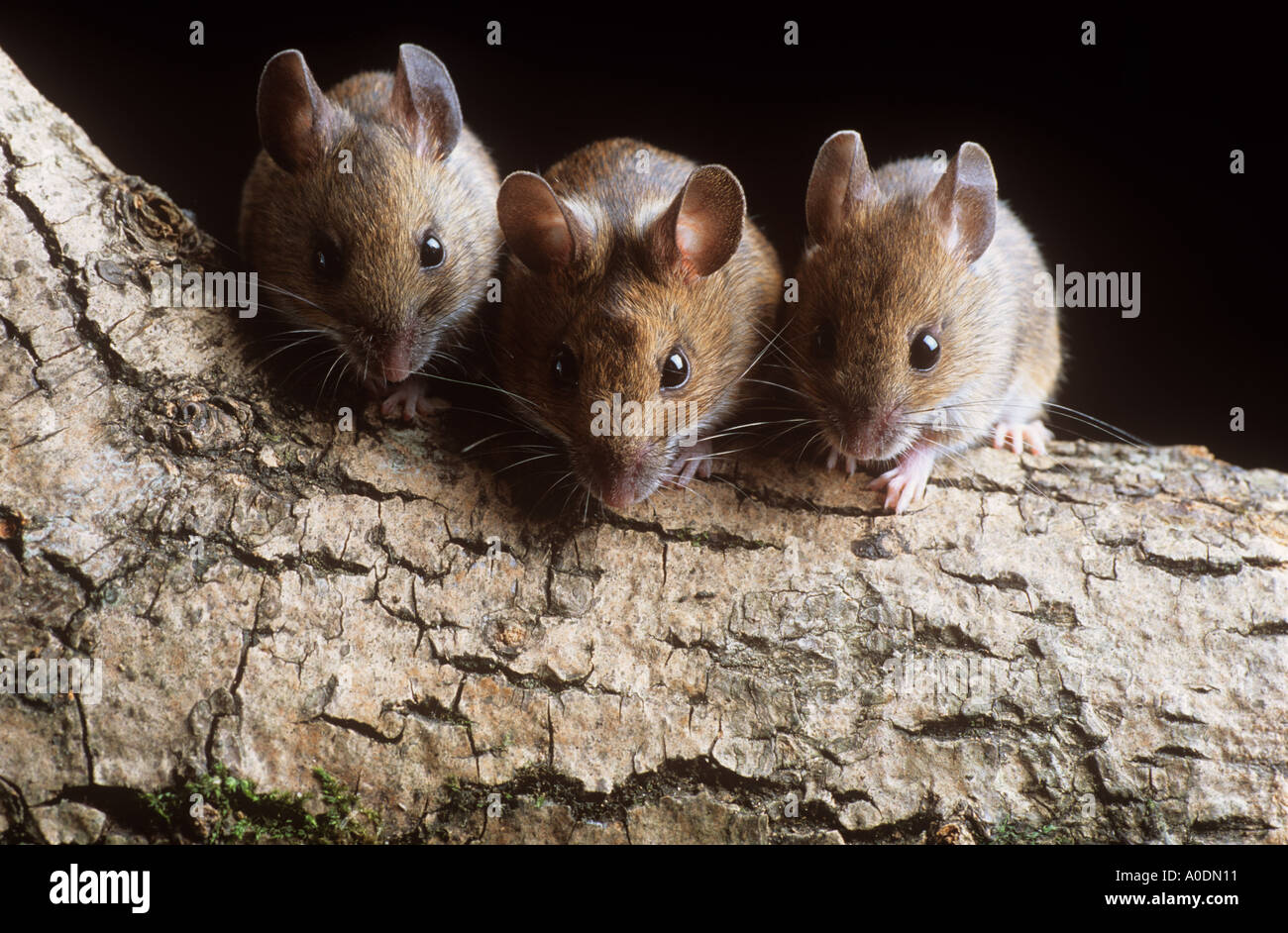 Long tailed fieldmouse hi-res stock photography and images - Alamy