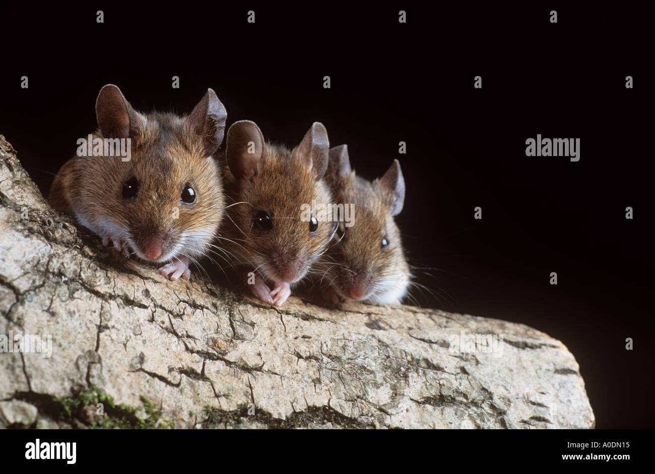 Three mice on a log Stock Photo - Alamy