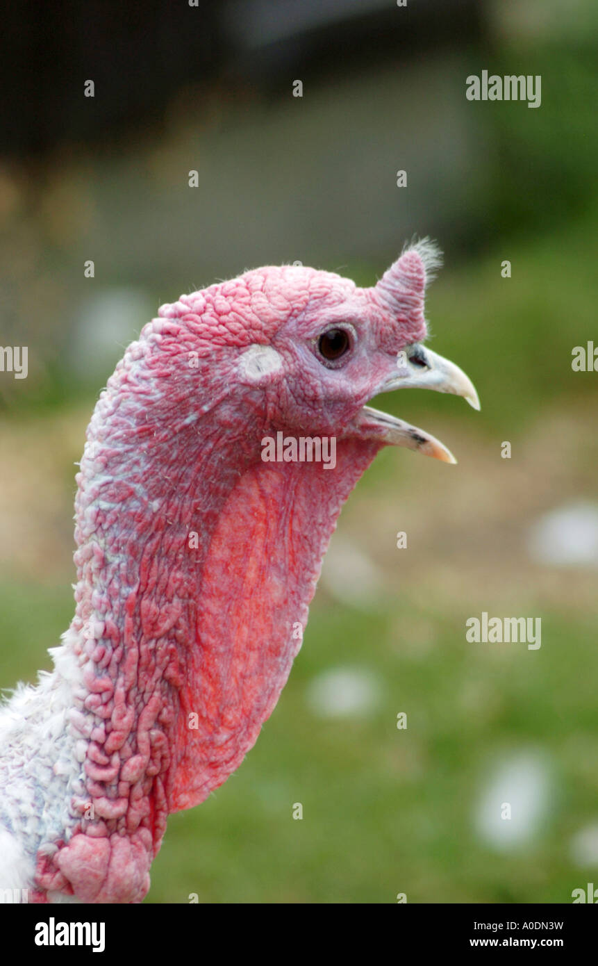 A profile portrait of an adolescent turkey gives it the appearance of ...