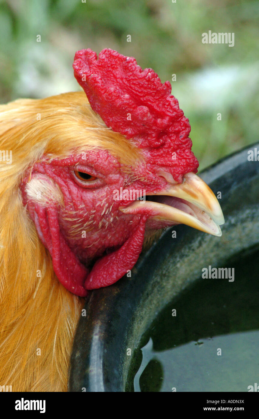 This squinty eyed chicken looks like its had a rough night Stock Photo ...
