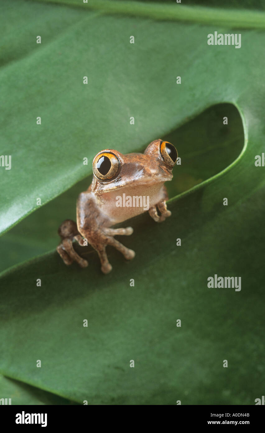 Tree frog looking through leaf hole Stock Photo - Alamy