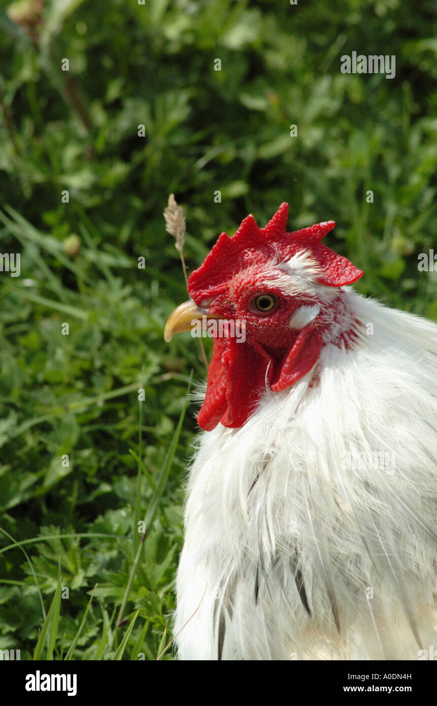 A white chicken with a bright red comb and wattles keeps a sharp eye on ...