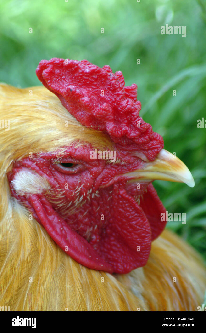 This squinty eyed chicken looks like it's had a rough night Stock Photo ...