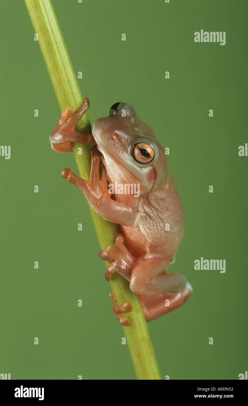 Tree frog climbing stem Stock Photo - Alamy